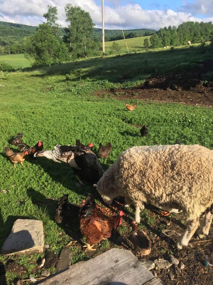 sheep-chickens – Maggie's Farm Inc.